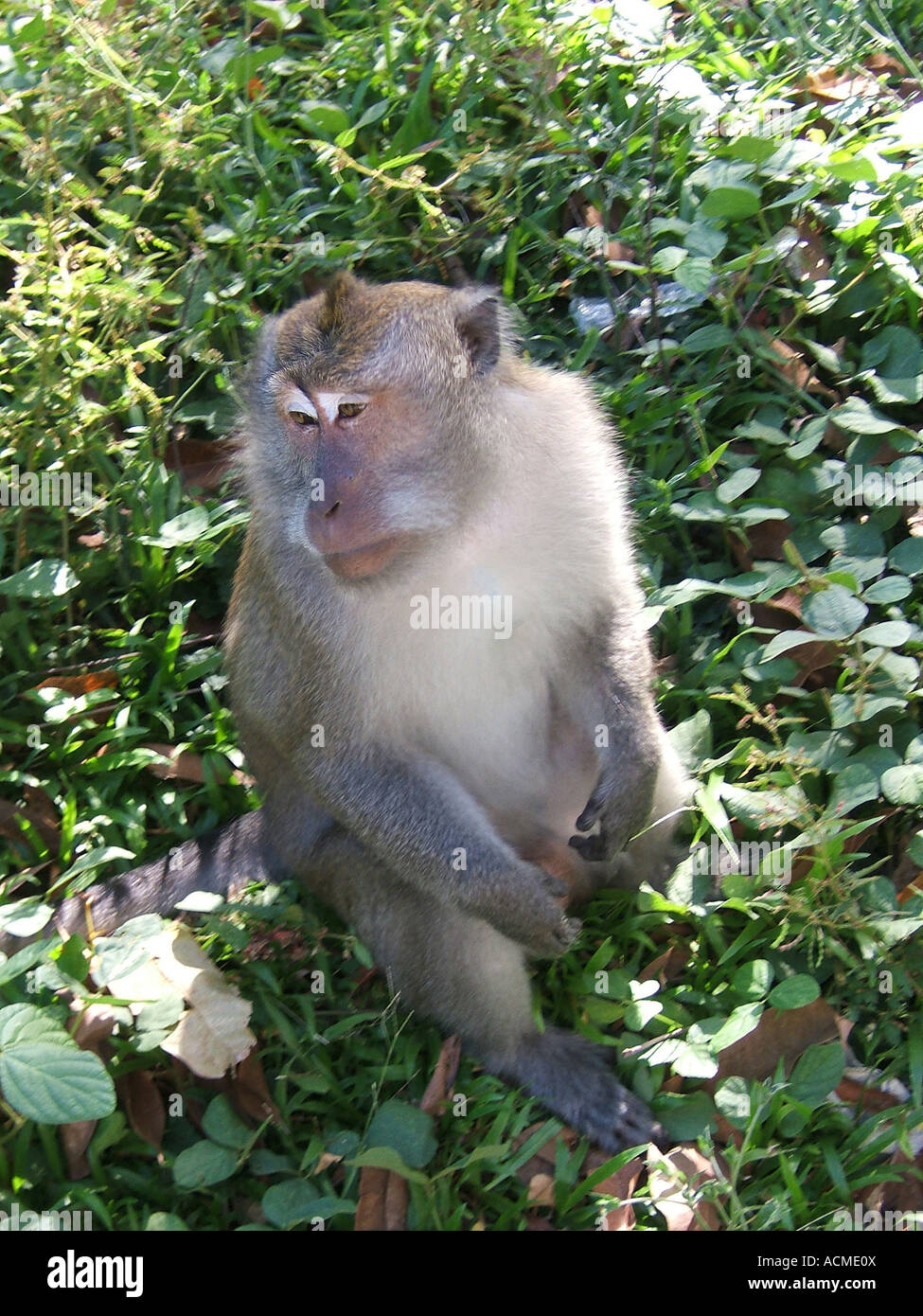 Temple Monkeys or Long tailed macaque monkeys, Bali, Indonesia Stock ...