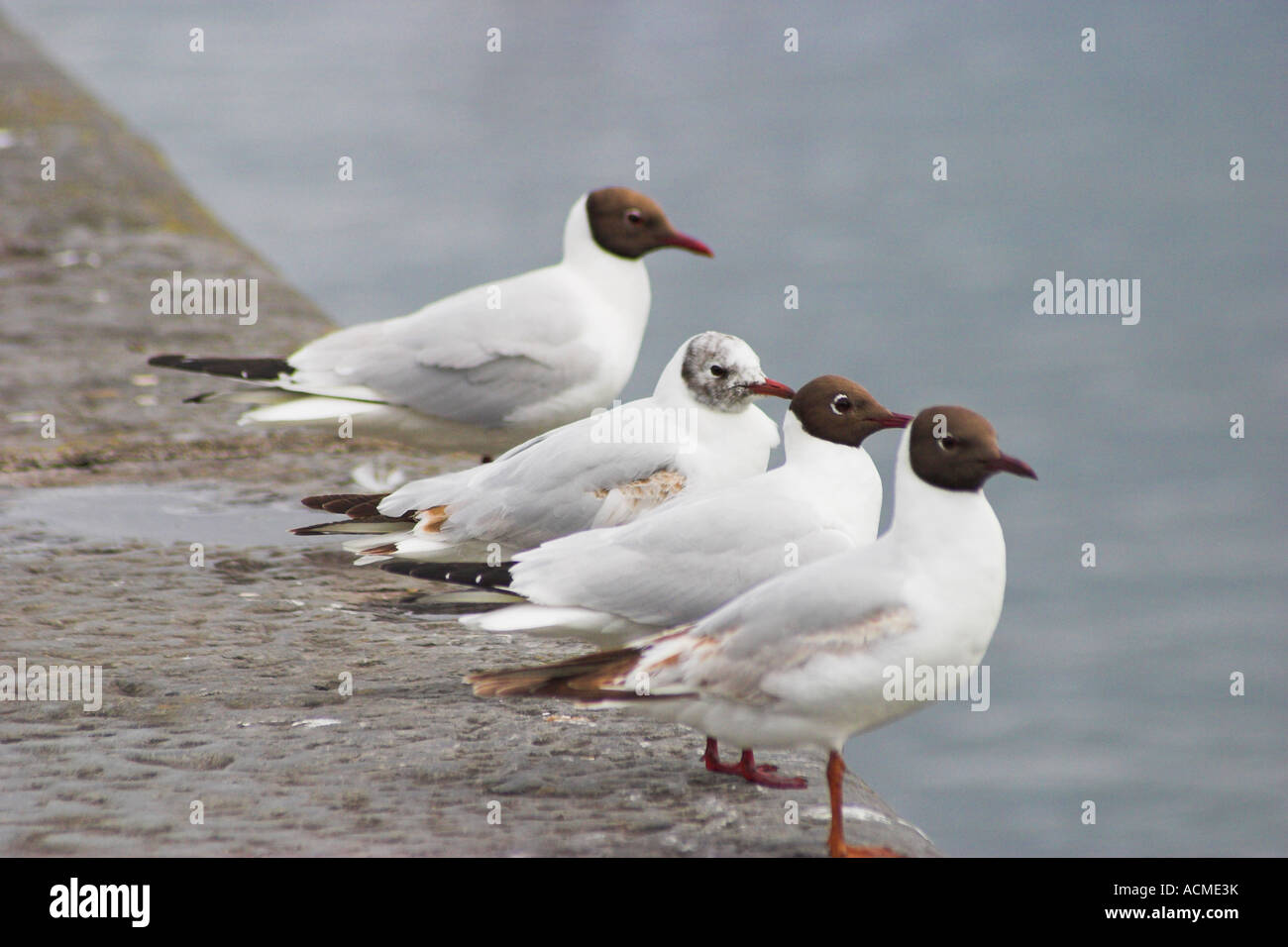 Black headed gulls in Galway Ireland Stock Photo - Alamy