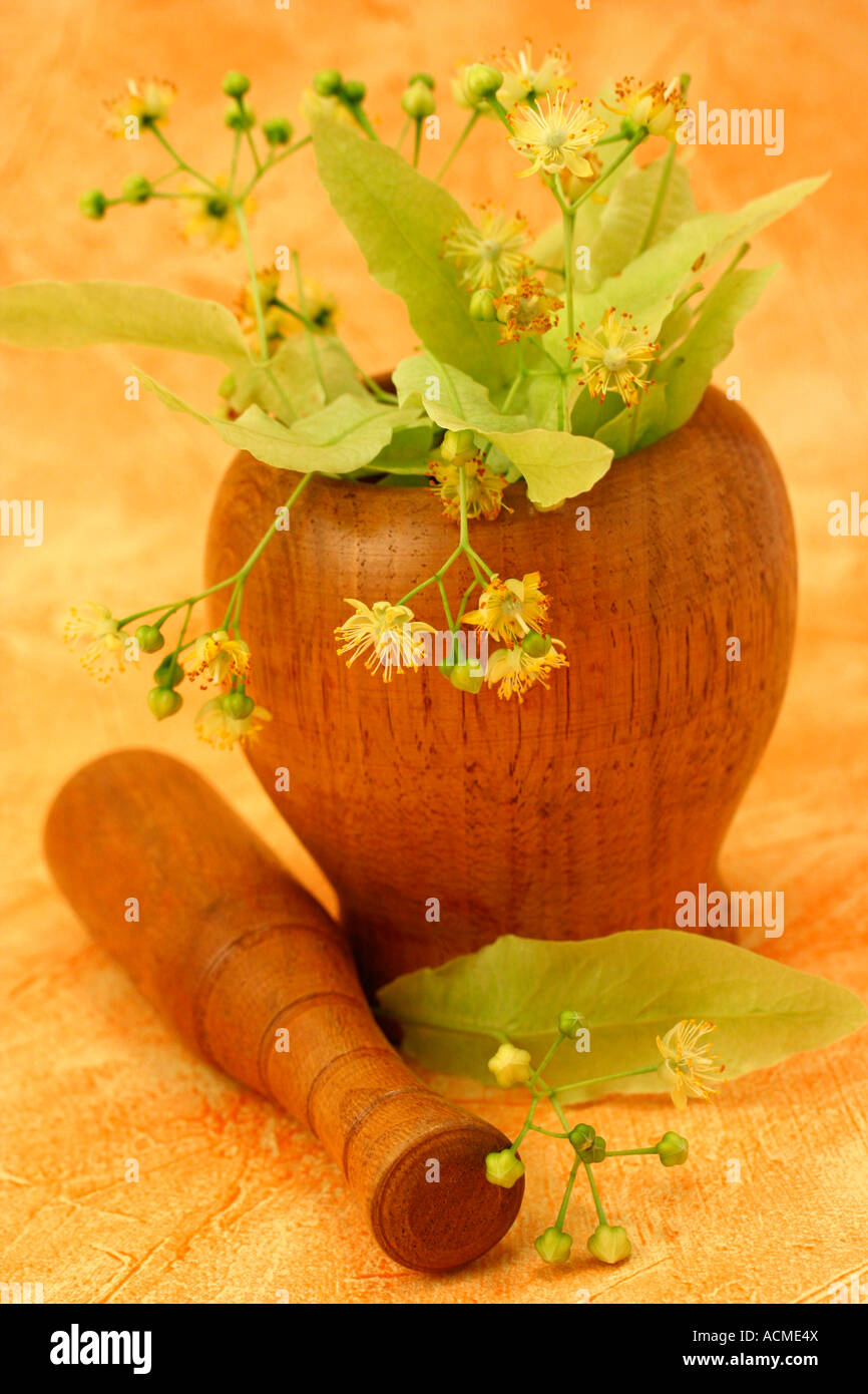 Common lime or linden tree Tilia platiphyllos Stock Photo - Alamy