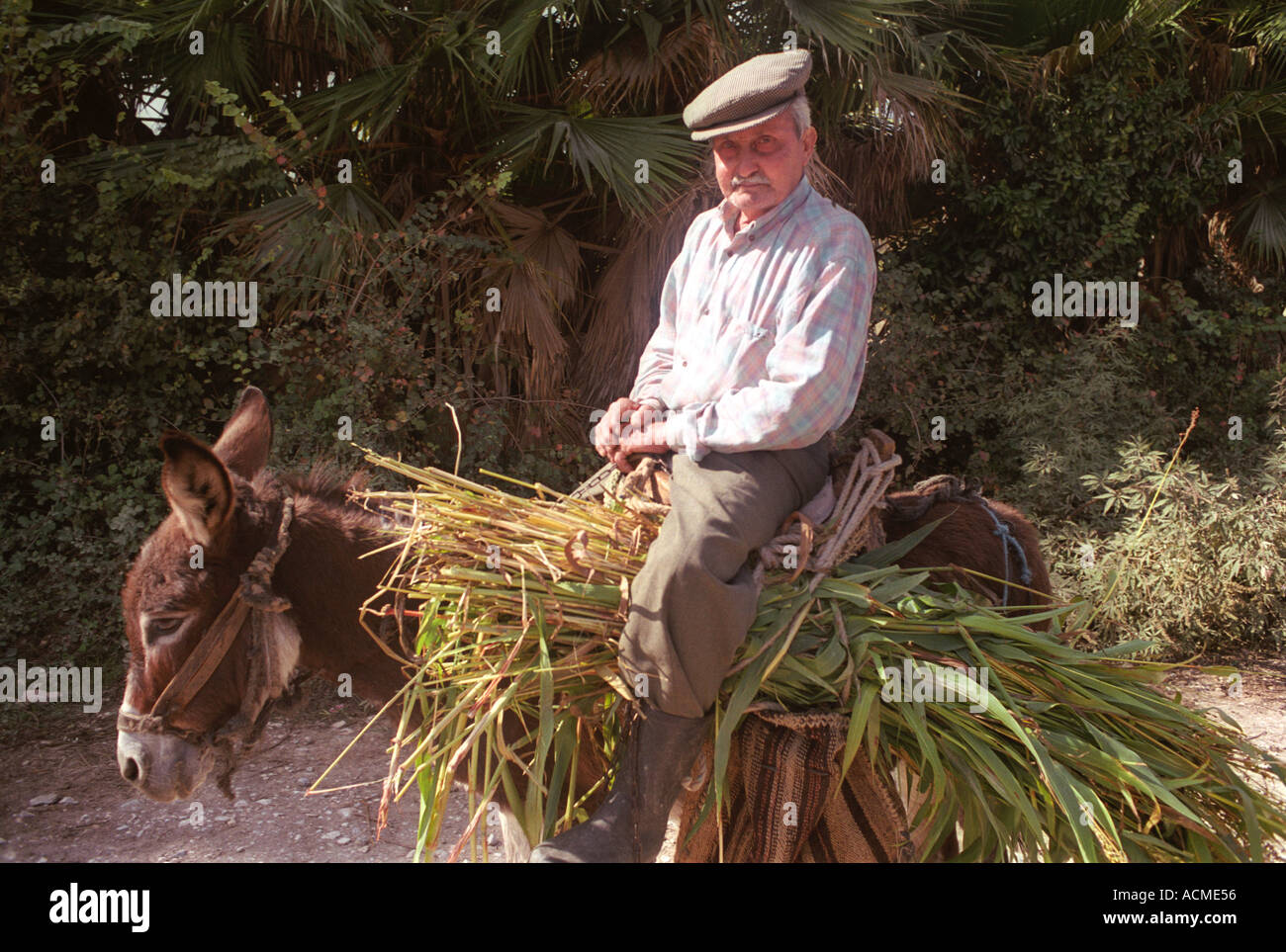 Older man riding his donkey carrying oats from the fields near Akyaka a ...