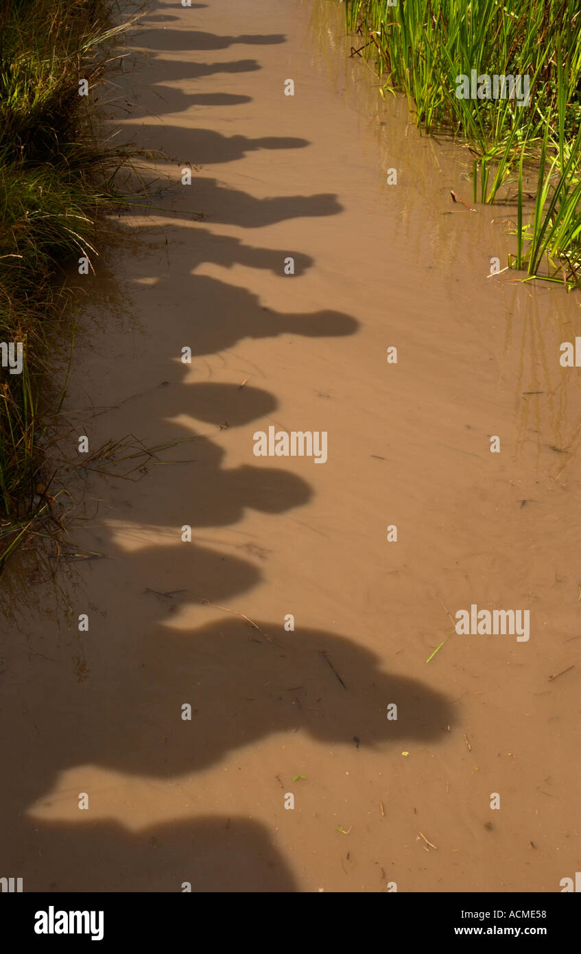 Spectators shadows at the annual World Bog Snorkelling Championships at ...