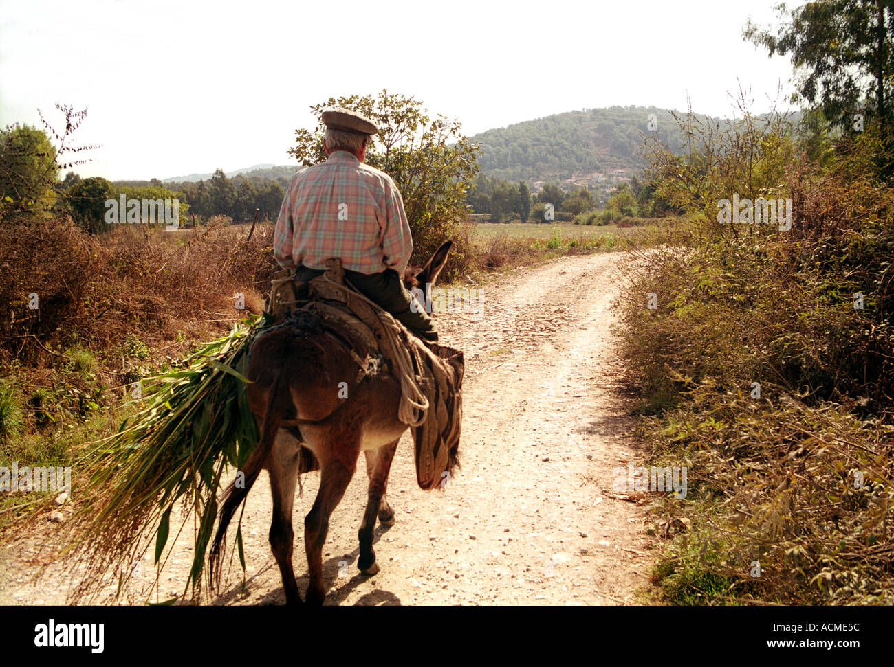 Older man riding his donkey carrying oats from the fields near Akyaka a ...