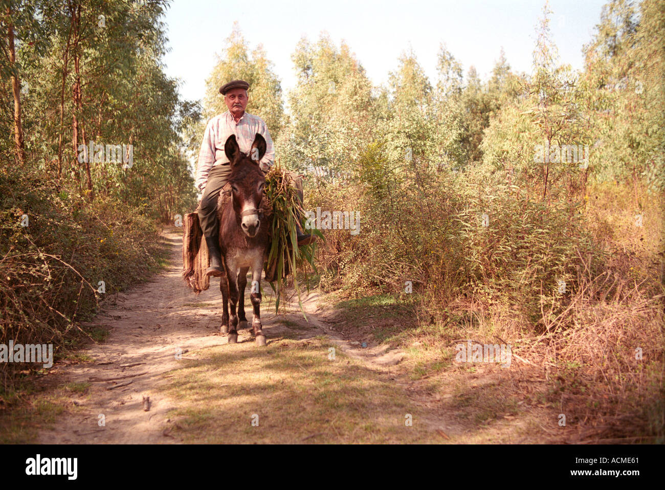 Older man riding his donkey carrying oats from the fields near Akyaka a ...