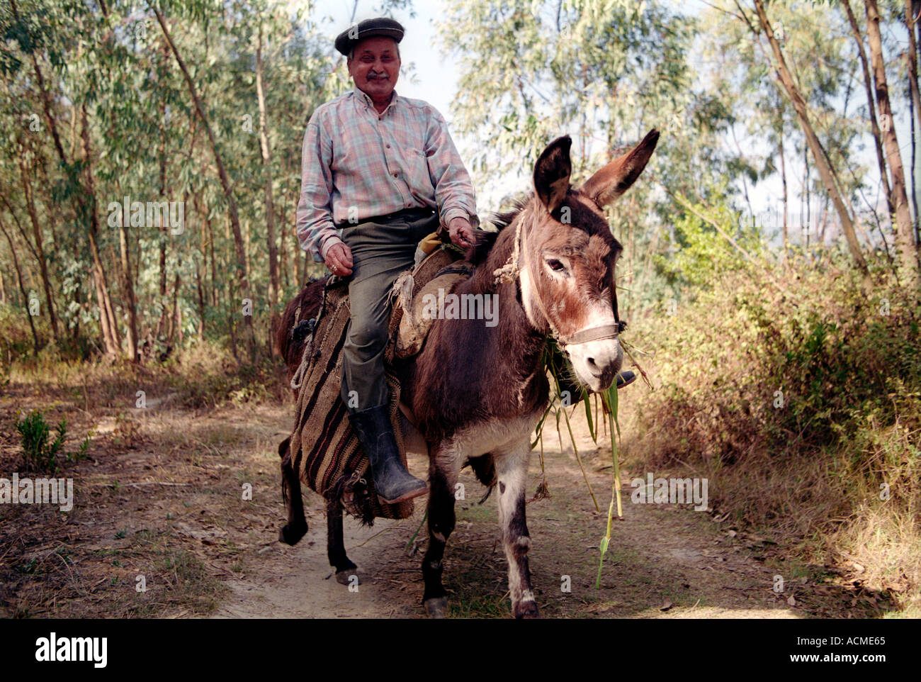 Older man riding his donkey carrying oats from the fields near Akyaka a ...