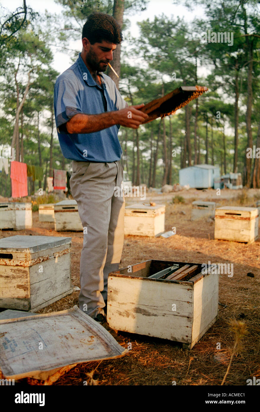 Migrant bee keepers checking bee hives in pine forests near Akyaka in ...