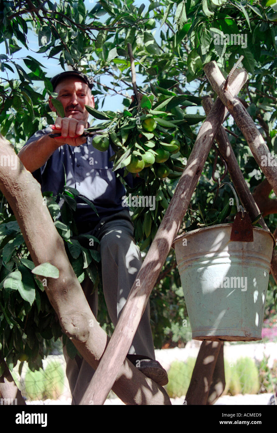 Fruit picking in a small village called Akiaka in South western Turkey Stock Photo - Alamy
