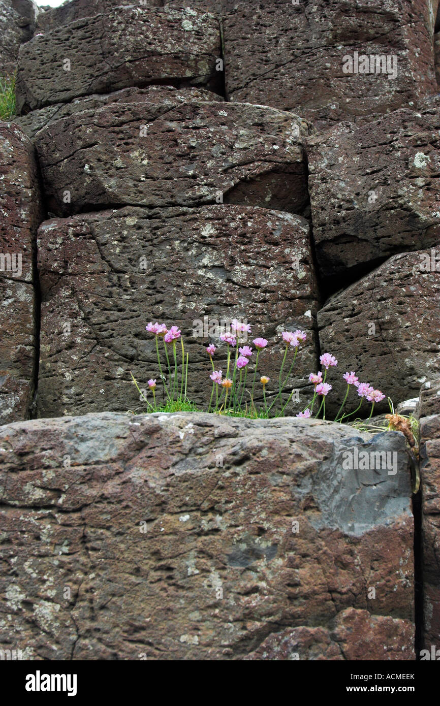 Pink flowers and basalt blocks Pink flowers frowing in the basalt ...