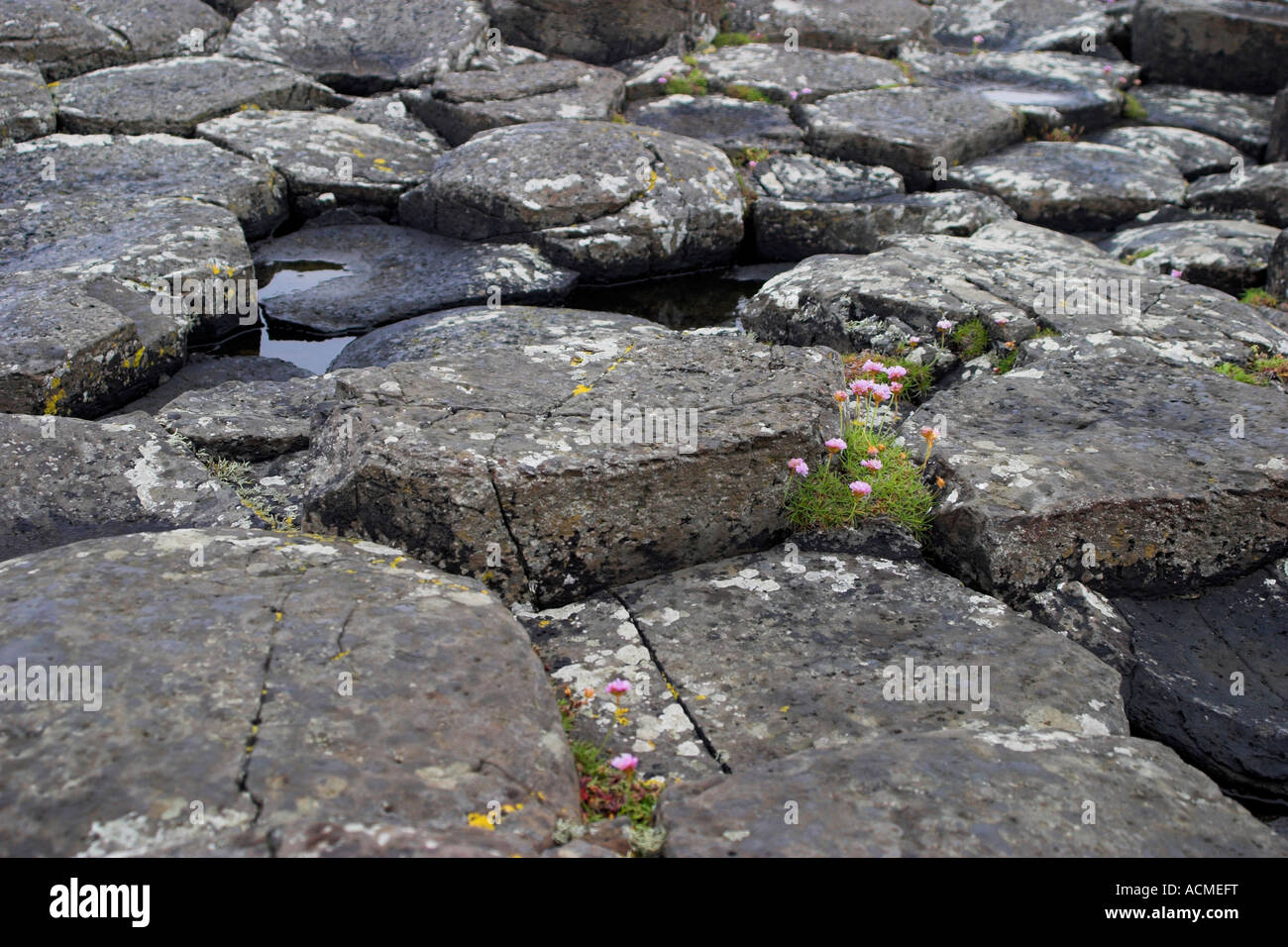 Basalt blocks Giant s Causeway Co Antrim Northern Ireland Stock Photo ...