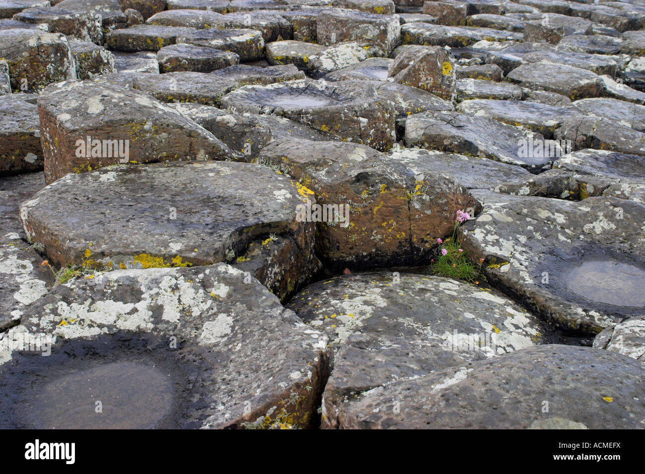 Basalt blocks Giant s Causeway Co Antrim Northern Ireland Stock Photo ...