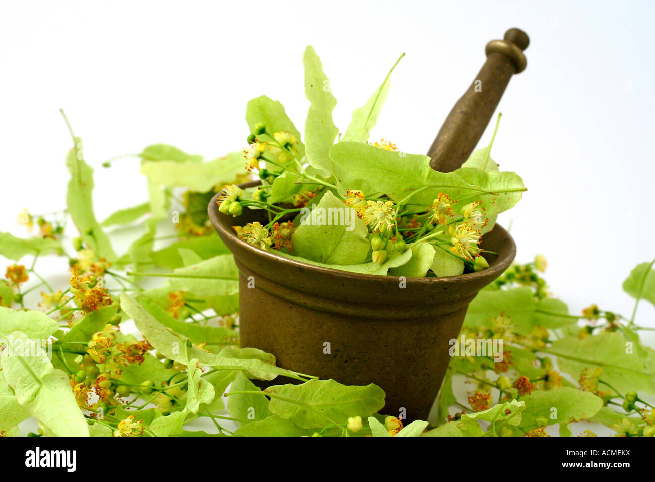Common lime or linden tree (Tilia platiphyllos Stock Photo - Alamy