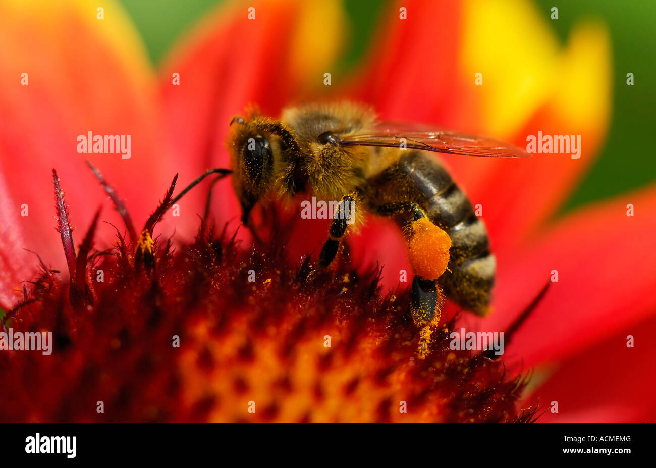 Bee hi-res stock photography and images - Alamy