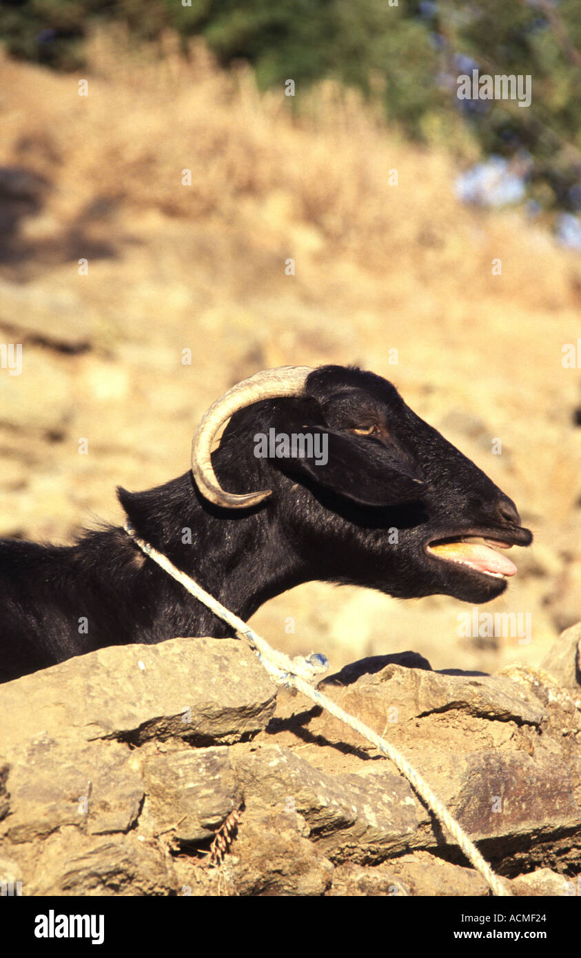 Goat horns turkey hi-res stock photography and images - Alamy