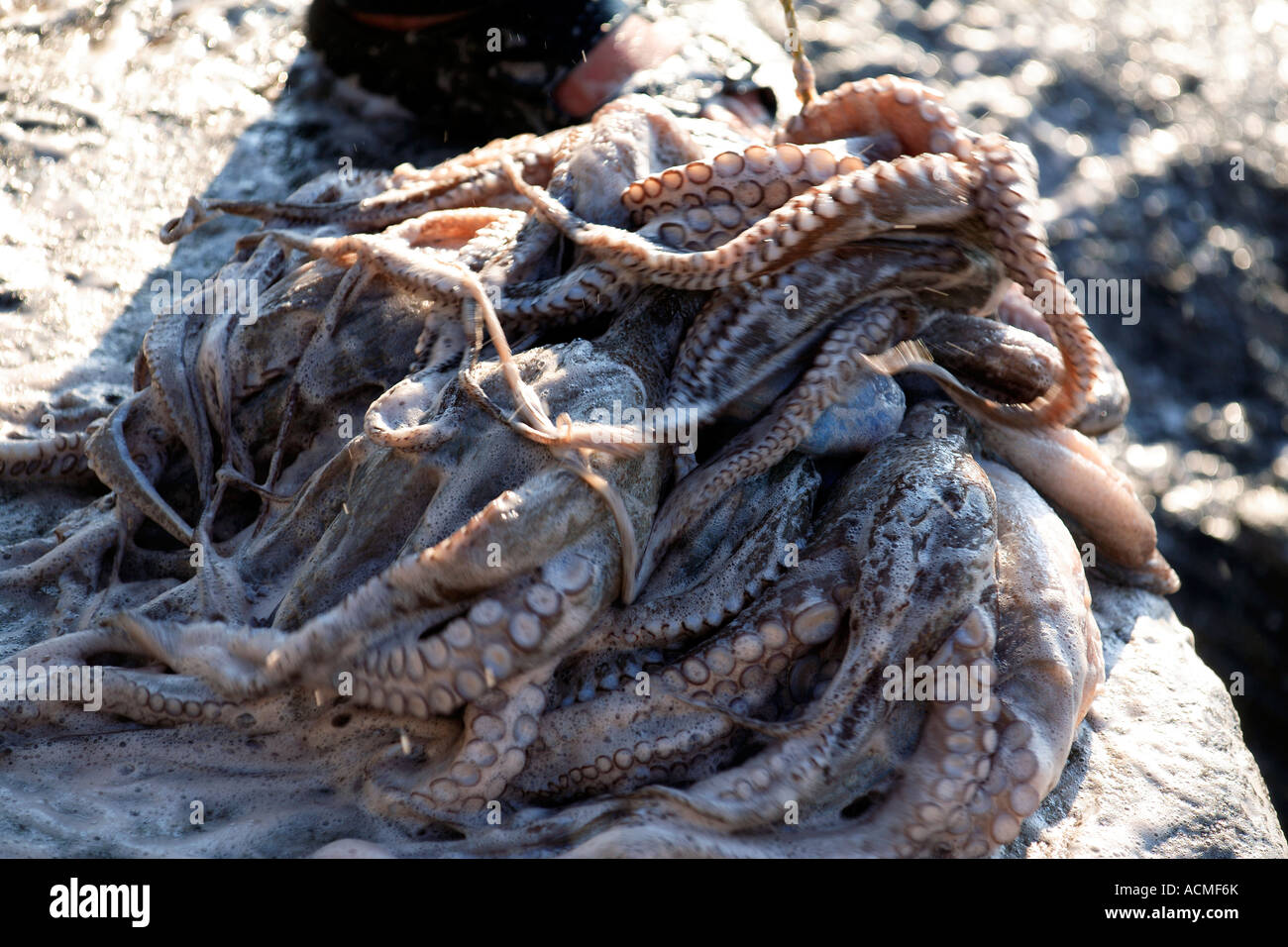 Lesser Octopus High Resolution Stock Photography and Images - Alamy