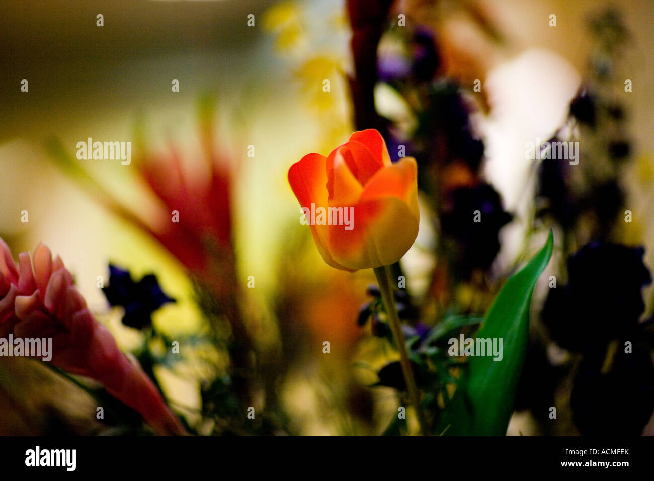 Flowers at the Central Library Los Angeles County California United ...