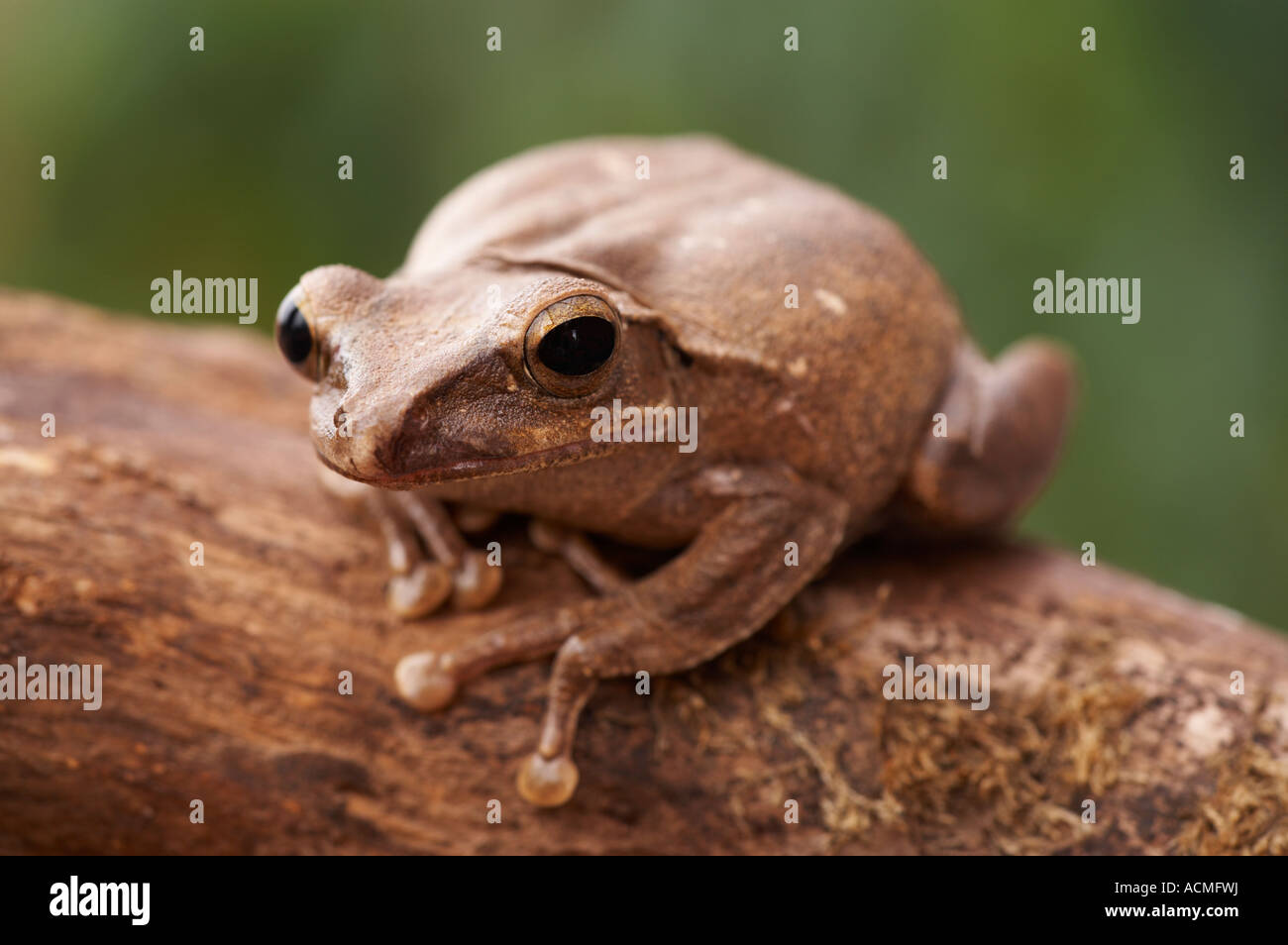 Asian flying frog hi-res stock photography and images - Alamy