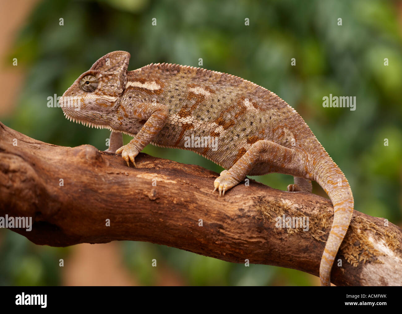 veiled chameleon female Stock Photo - Alamy