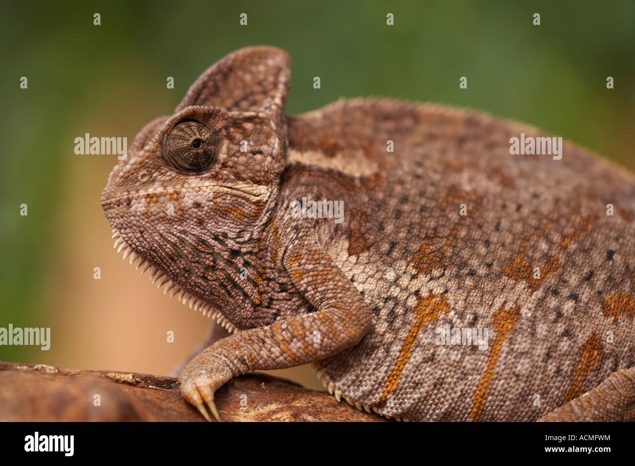 veiled chameleon female Stock Photo - Alamy