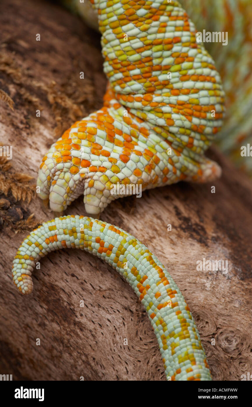 Chameleon Foot and Tail On A Branch Stock Photo - Alamy