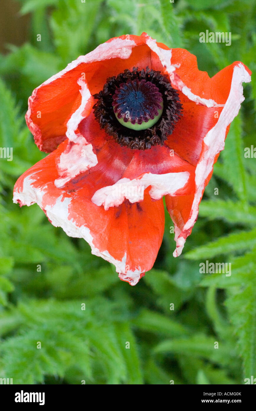 Close up of faded scarlet Oriental poppy petals (Papaver orientale) (2 ...