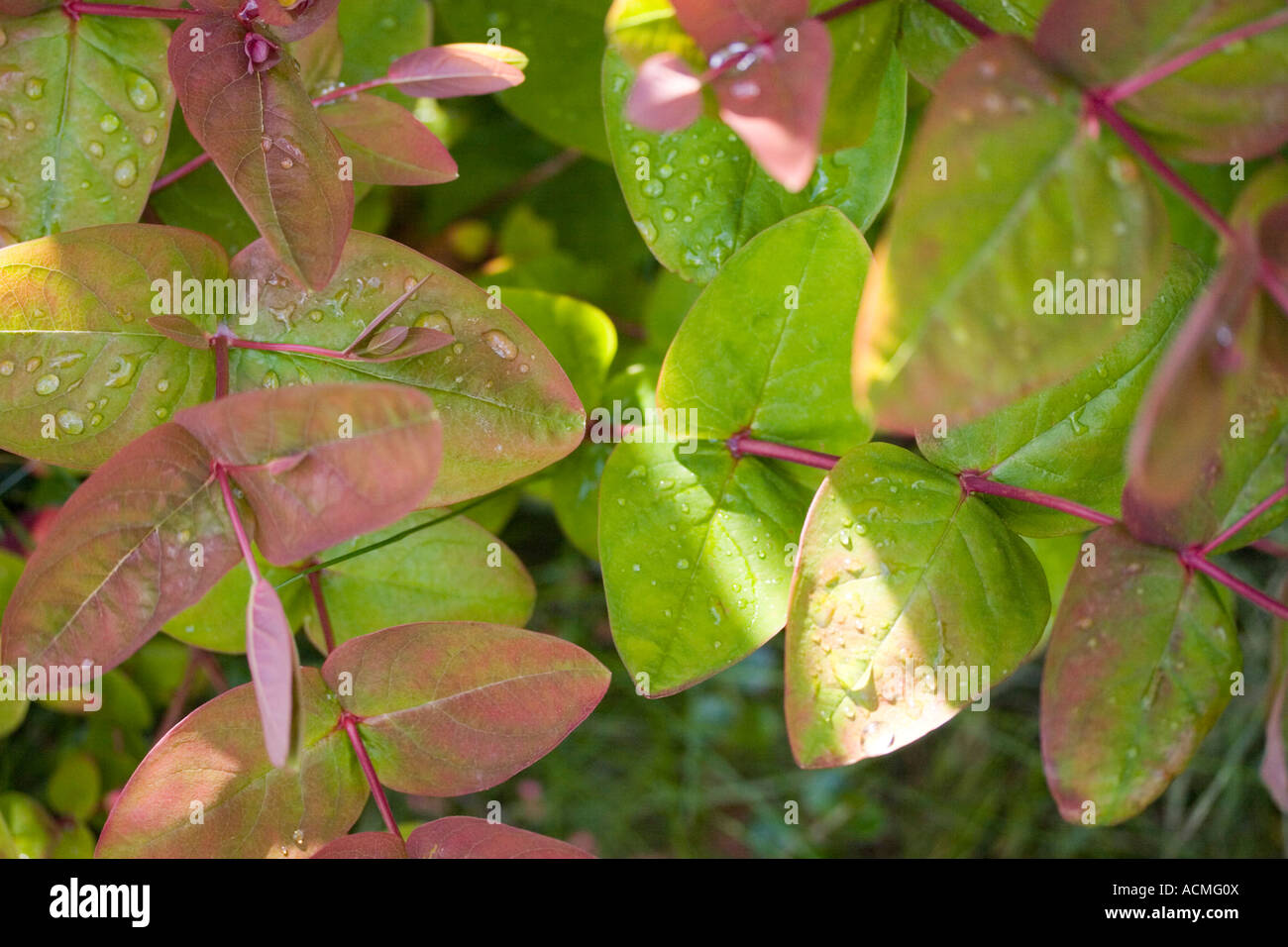 Leaves of St John's Wort (Hypericum Stock Photo - Alamy