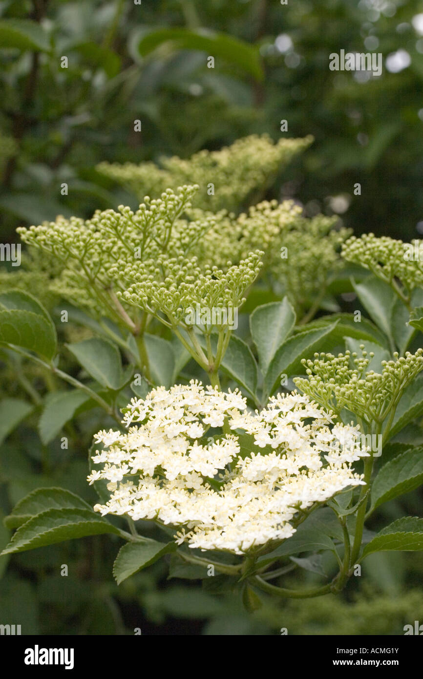 1 sambucus nigra hi-res stock photography and images - Alamy