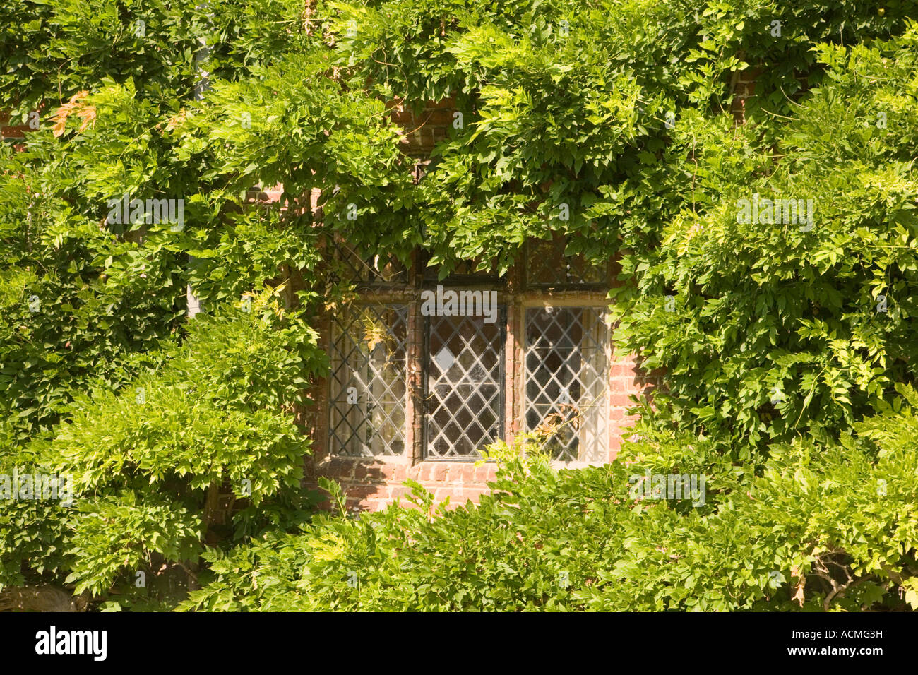 Suffolk building covered in creepers with a window overlooking a garden ...