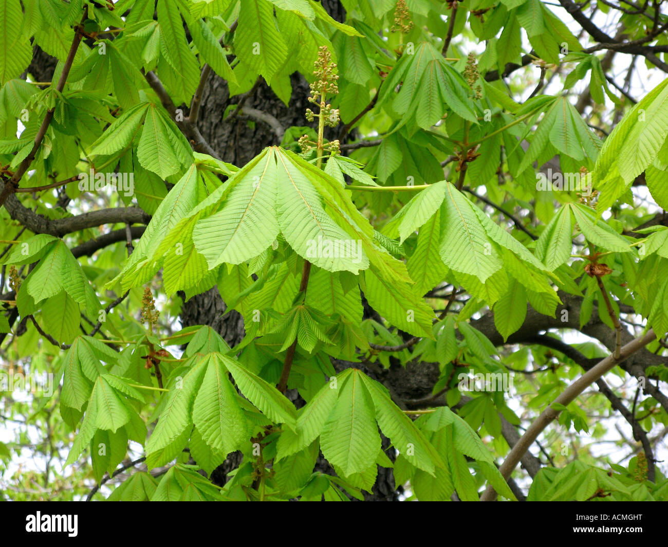Chestnut tree in paris france hi-res stock photography and images - Alamy