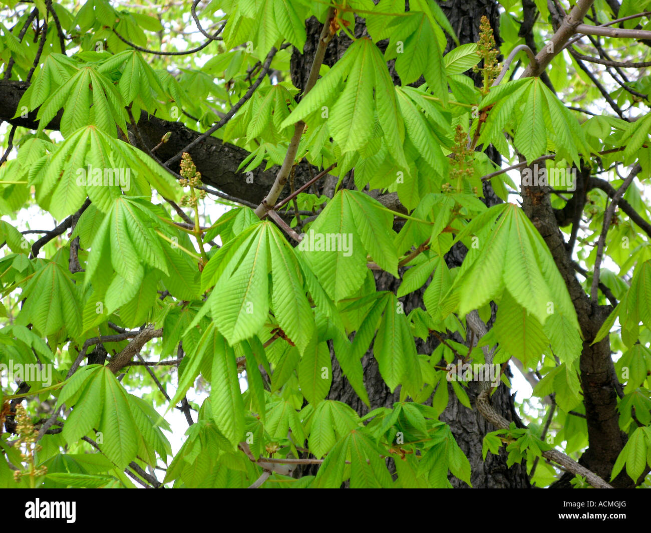 Chestnut tree in paris france hi-res stock photography and images - Alamy