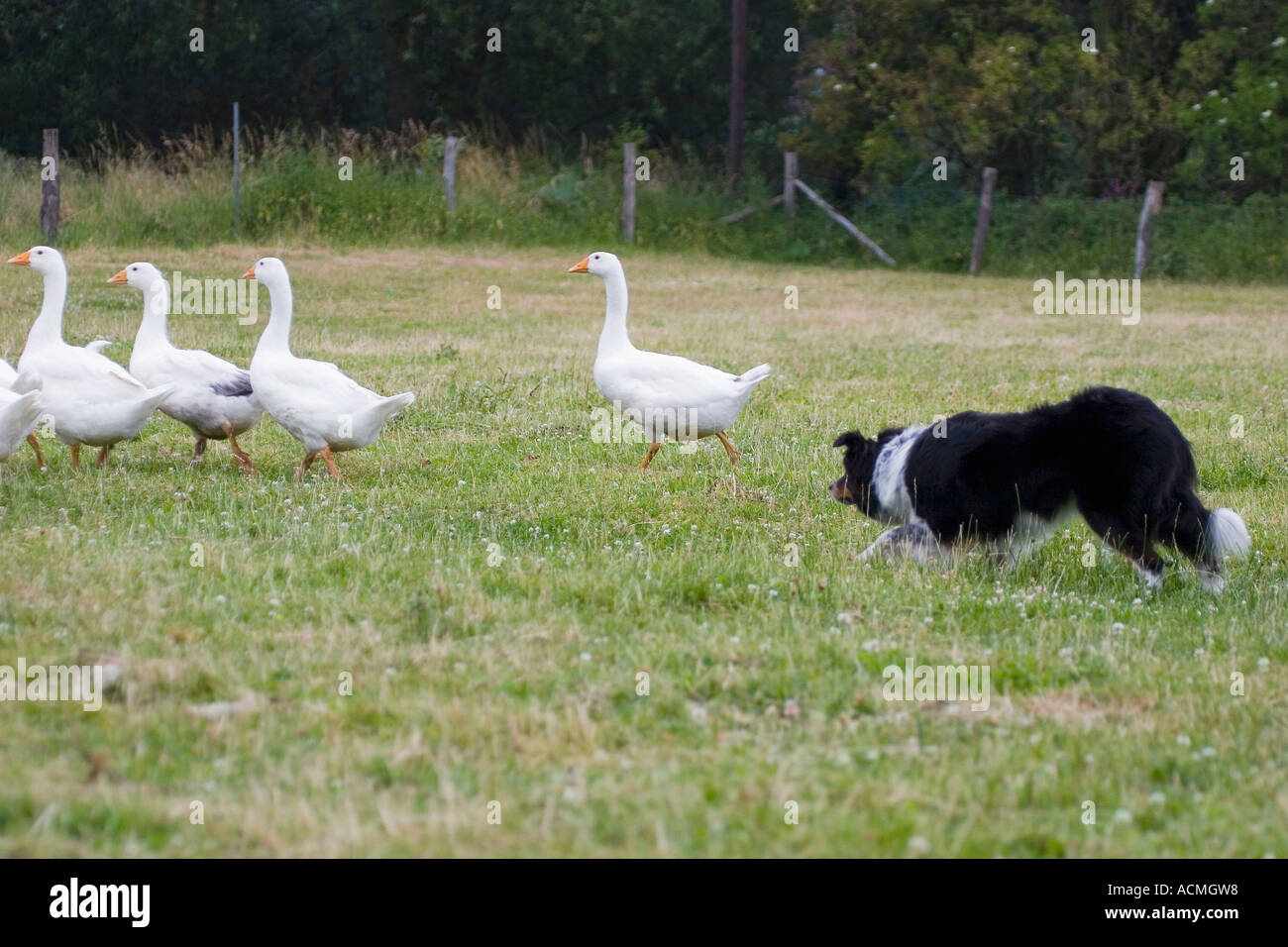 Goose border hi-res stock photography and images - Alamy