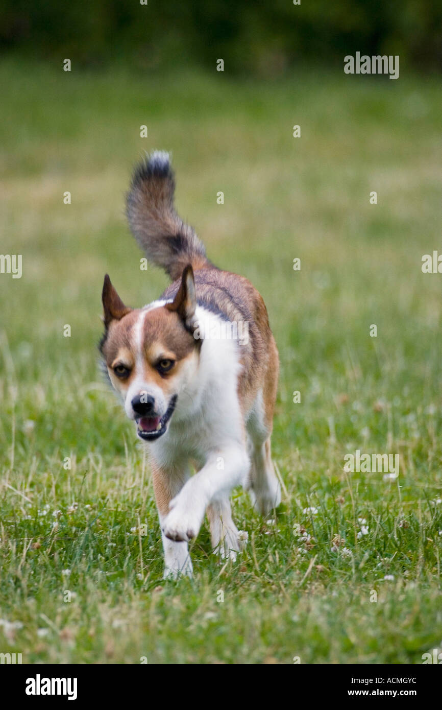 Norwegian Lundehund Stock Photo - Alamy