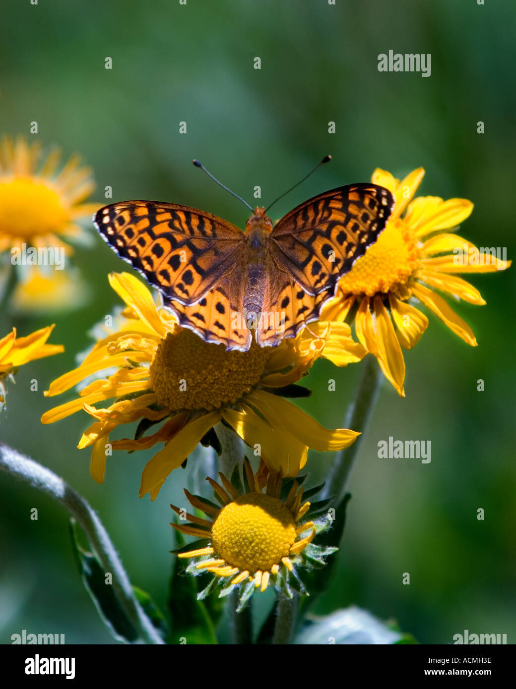 Flower Portfolio High Resolution Stock Photography and Images - Alamy