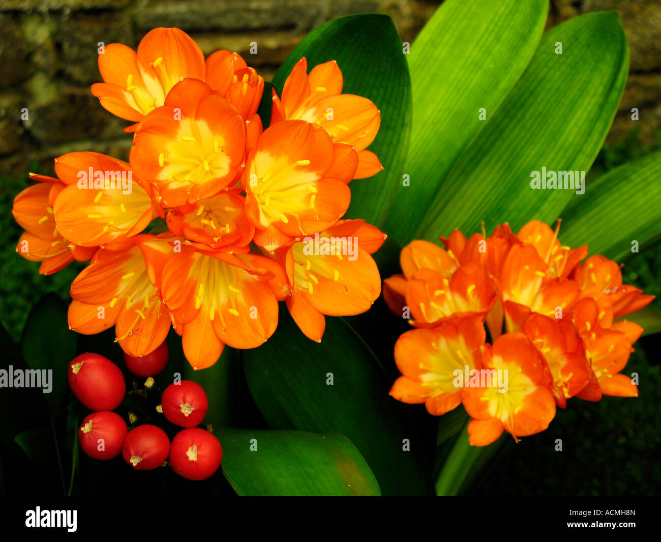 Kaffir lily Clivia miniata Regel, flower, France, Europe Stock Photo ...