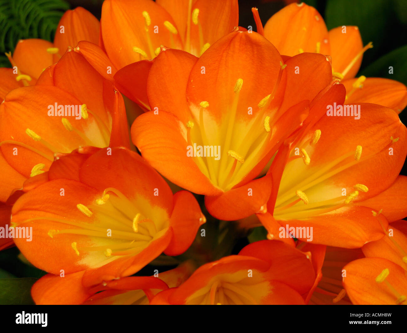 Clivia Miniata Regel High Resolution Stock Photography and Images - Alamy
