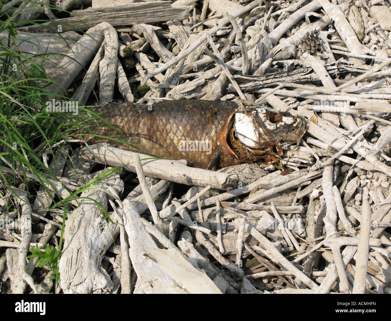 Dead carp in Cher river Touraine Loire Valley France Stock Photo - Alamy
