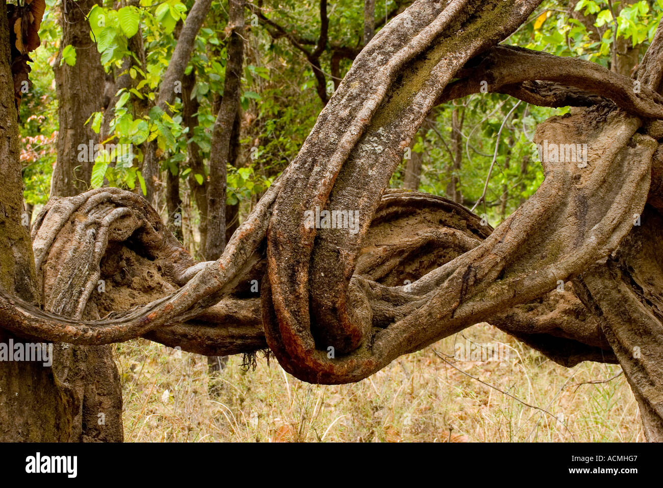 Sal tree Stock Photo - Alamy