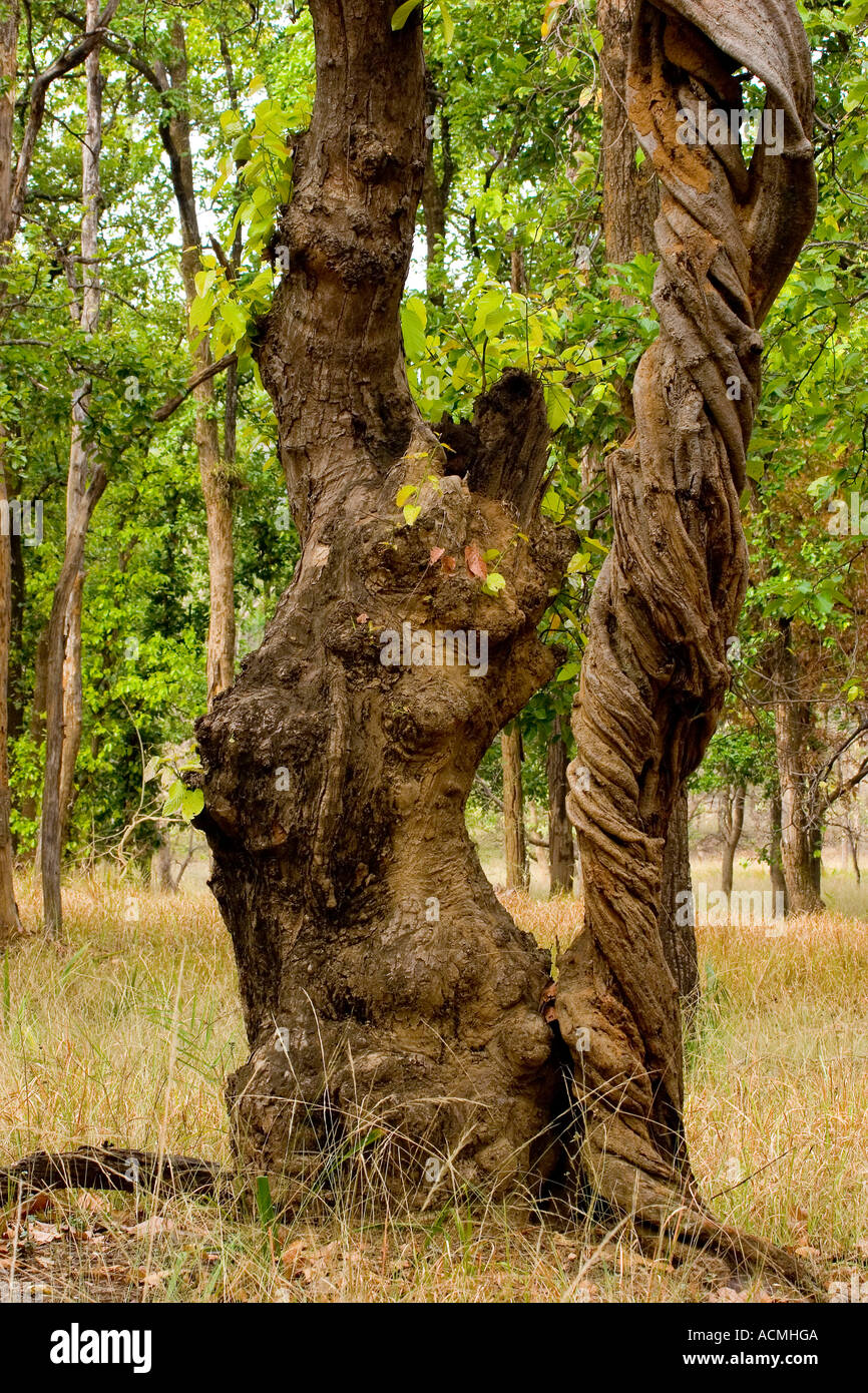 Sal tree Stock Photo - Alamy