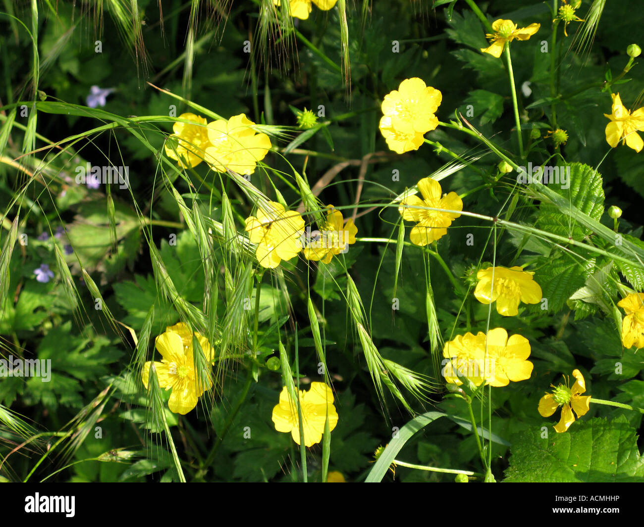 Gold button Mountain buttercup Ranonculus montanus,France,Europe Stock ...