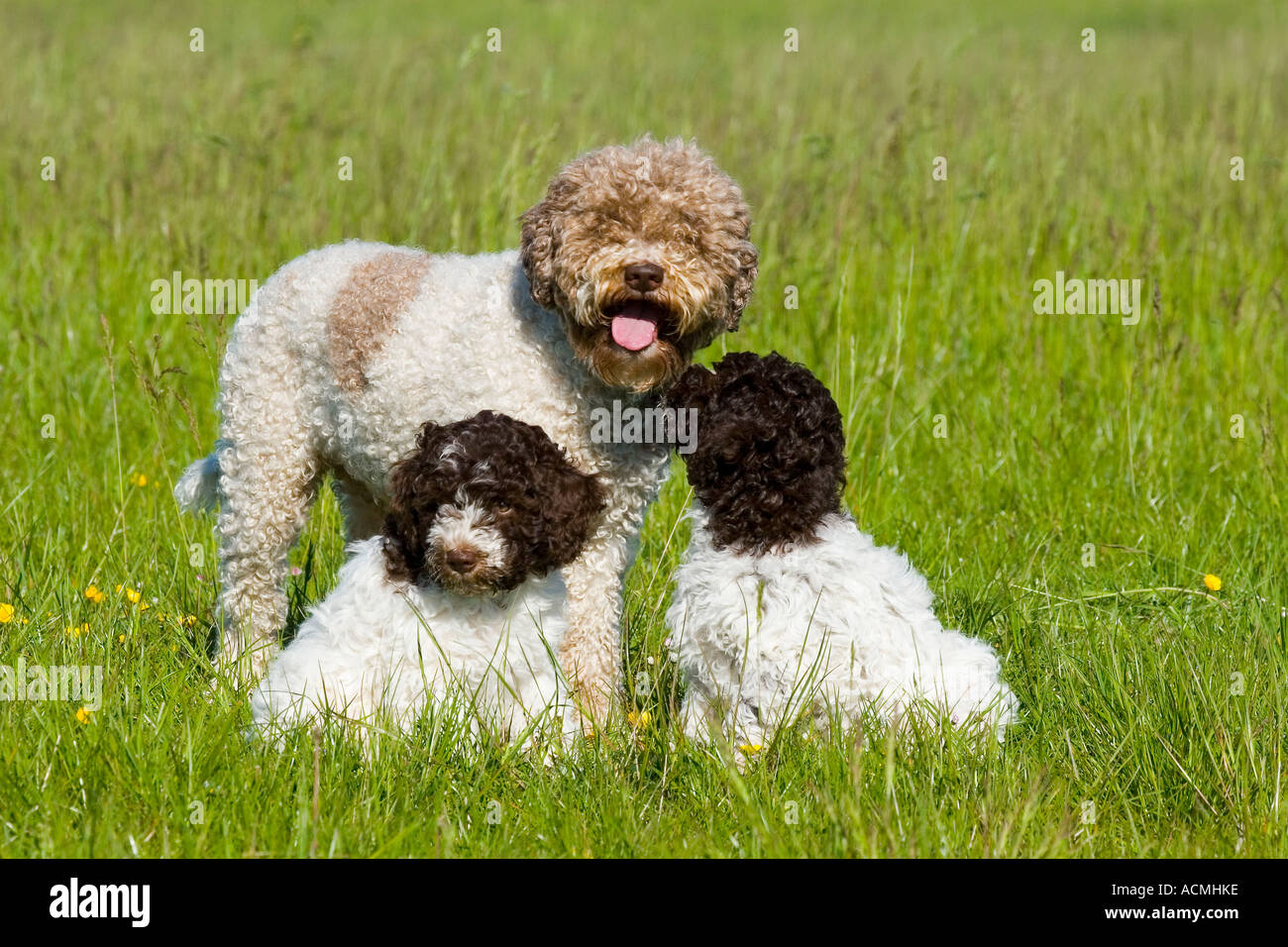 Lagotto Romagnolo Stock Photo - Alamy