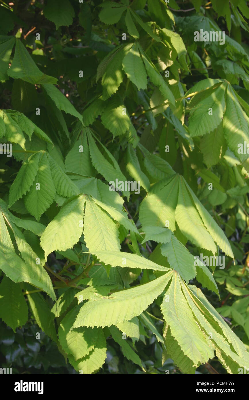 Leaves of Chestnut tree Stock Photo - Alamy