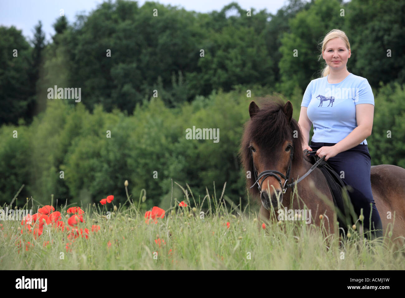 25 year old german woman sitting on an icelandic horse. germany, europe ... 25 year old german woman sitting on an icelandic horse. germany, europe ...