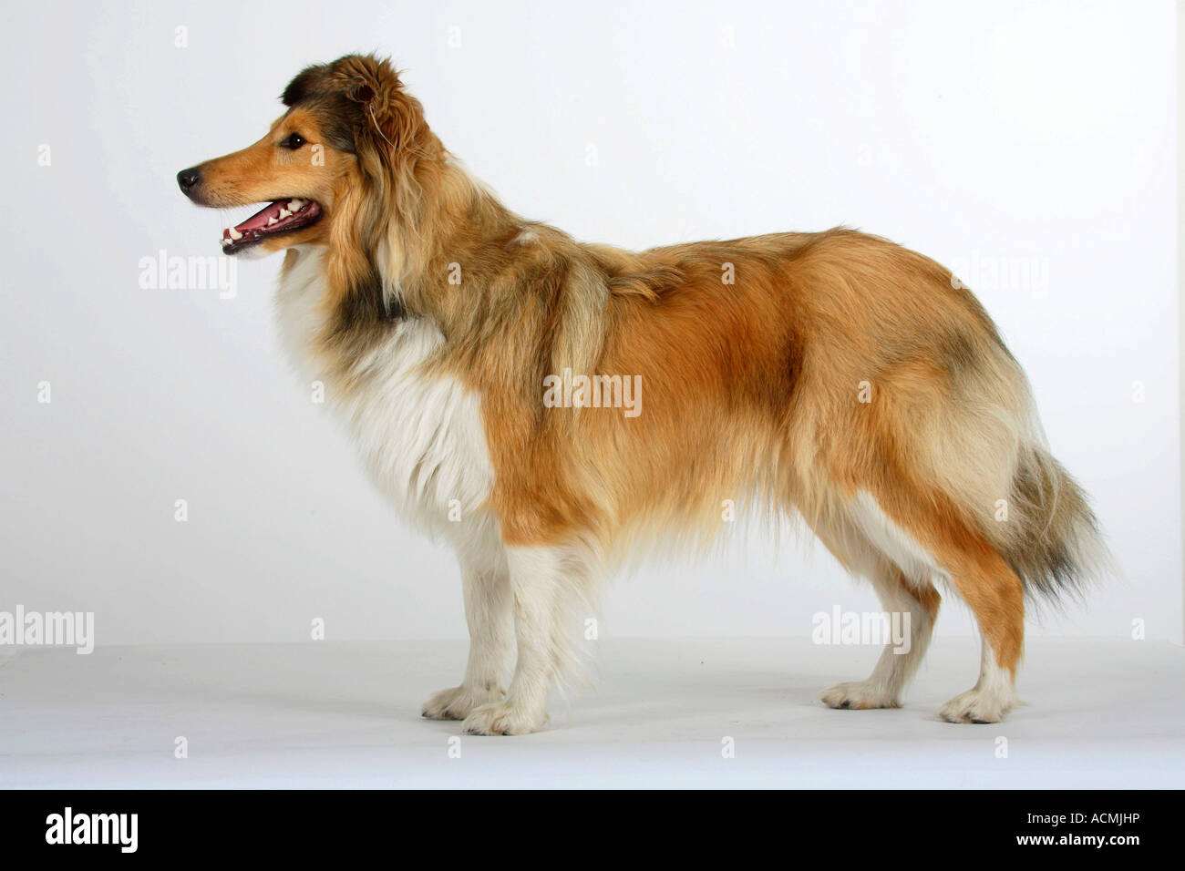 Sheltie Shetland Sheepdog side Stock Photo - Alamy