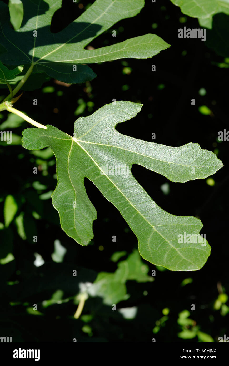 Latin, Ficus carica. Common, Common Fig Tree, Brown Turkey Fig/ Detail ...
