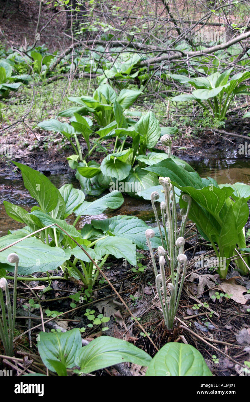Wetlands stream fern fronds and skunk cabbage (Symplocarpus foetidus ...