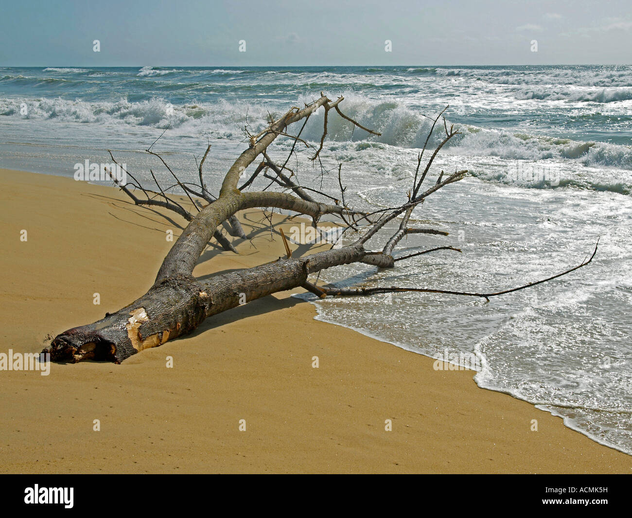Atlantic Ocean stranded tree on the beach Stock Photo - Alamy