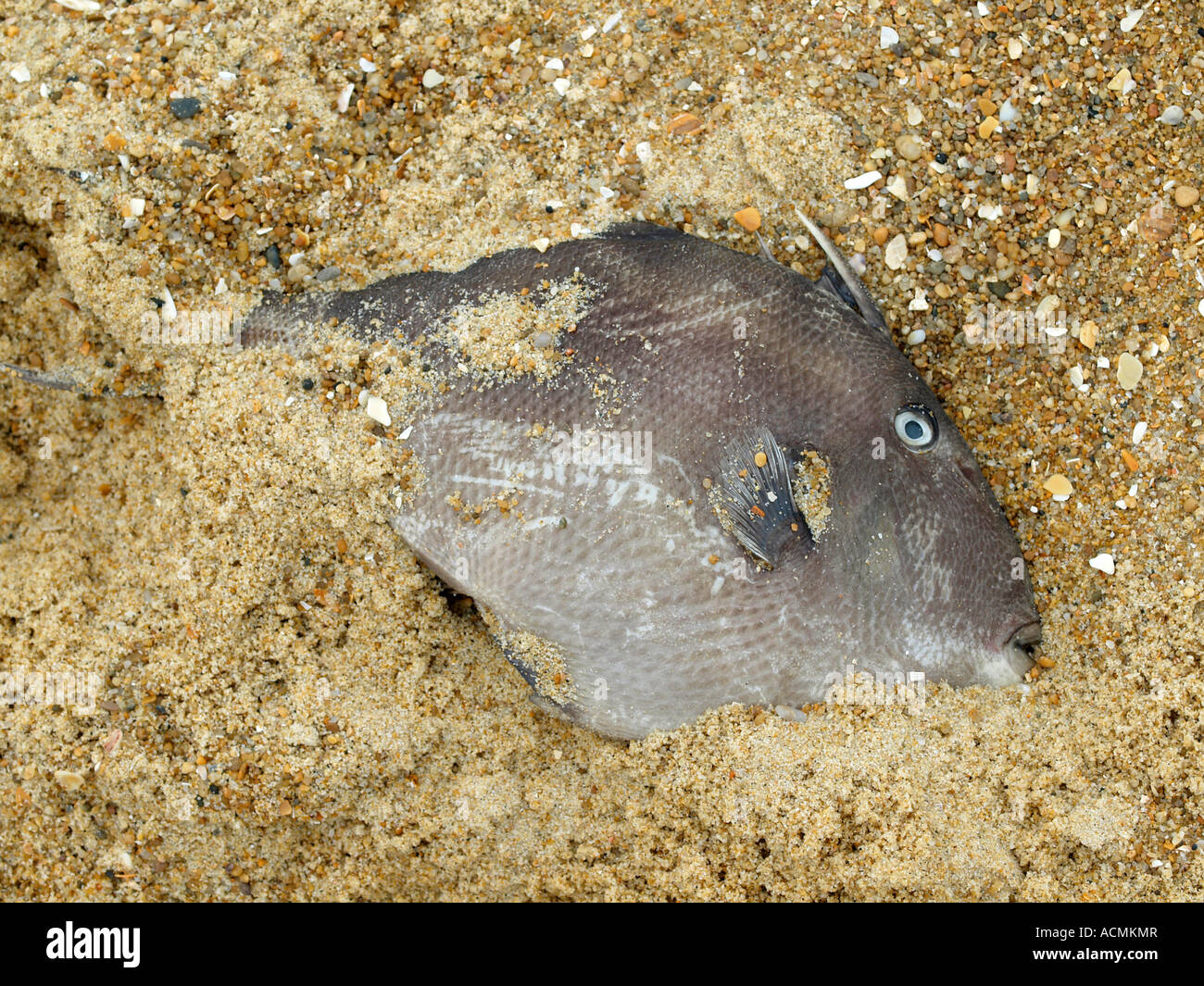 stranded goods on sand on a beach dead fish Stock Photo - Alamy