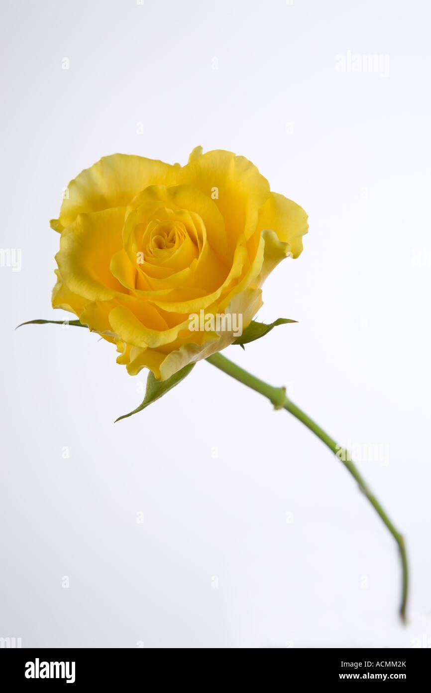 Yellow Rose Cut Out Stock Photo - Alamy