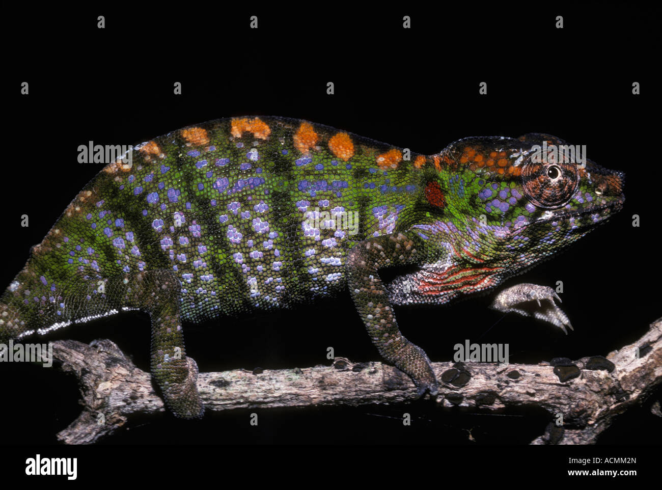 Labord s chameleon lizard Chamaeleo Furcifer labordi chamaeleonidae ...