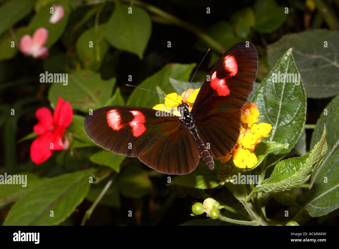 A tropical "Postman Butterfly Stock Photo - Alamy