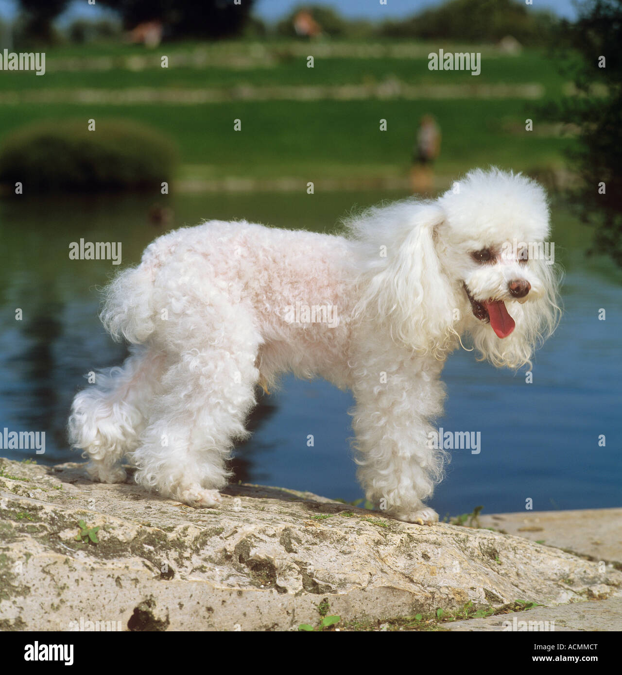 toy poodle standing lateral Stock Photo - Alamy
