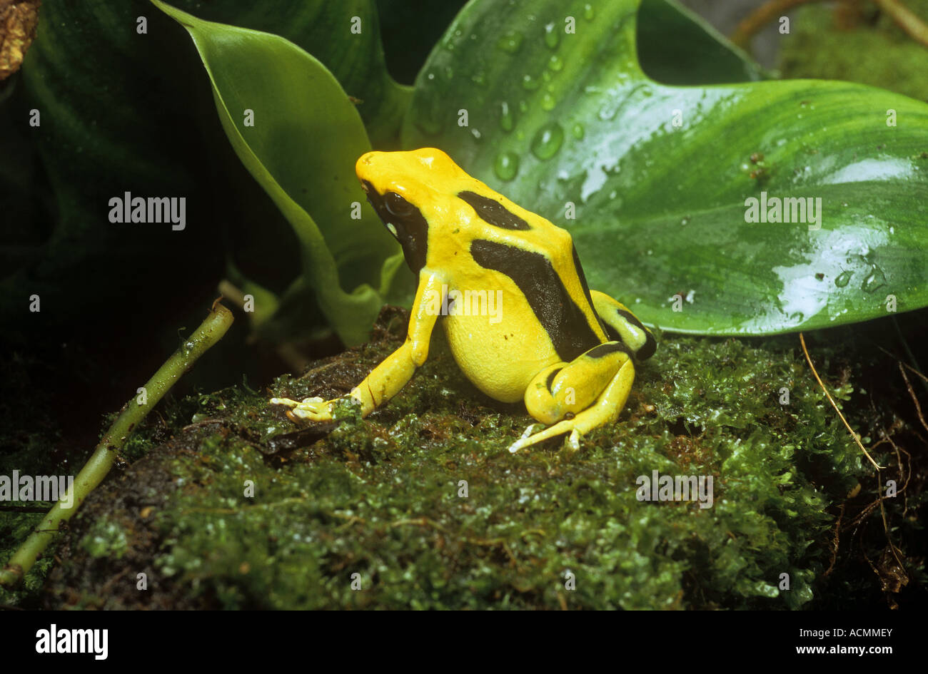 Dyeing Dart frog / Dendrobates tinctorius "Regina Stock Photo - Alamy